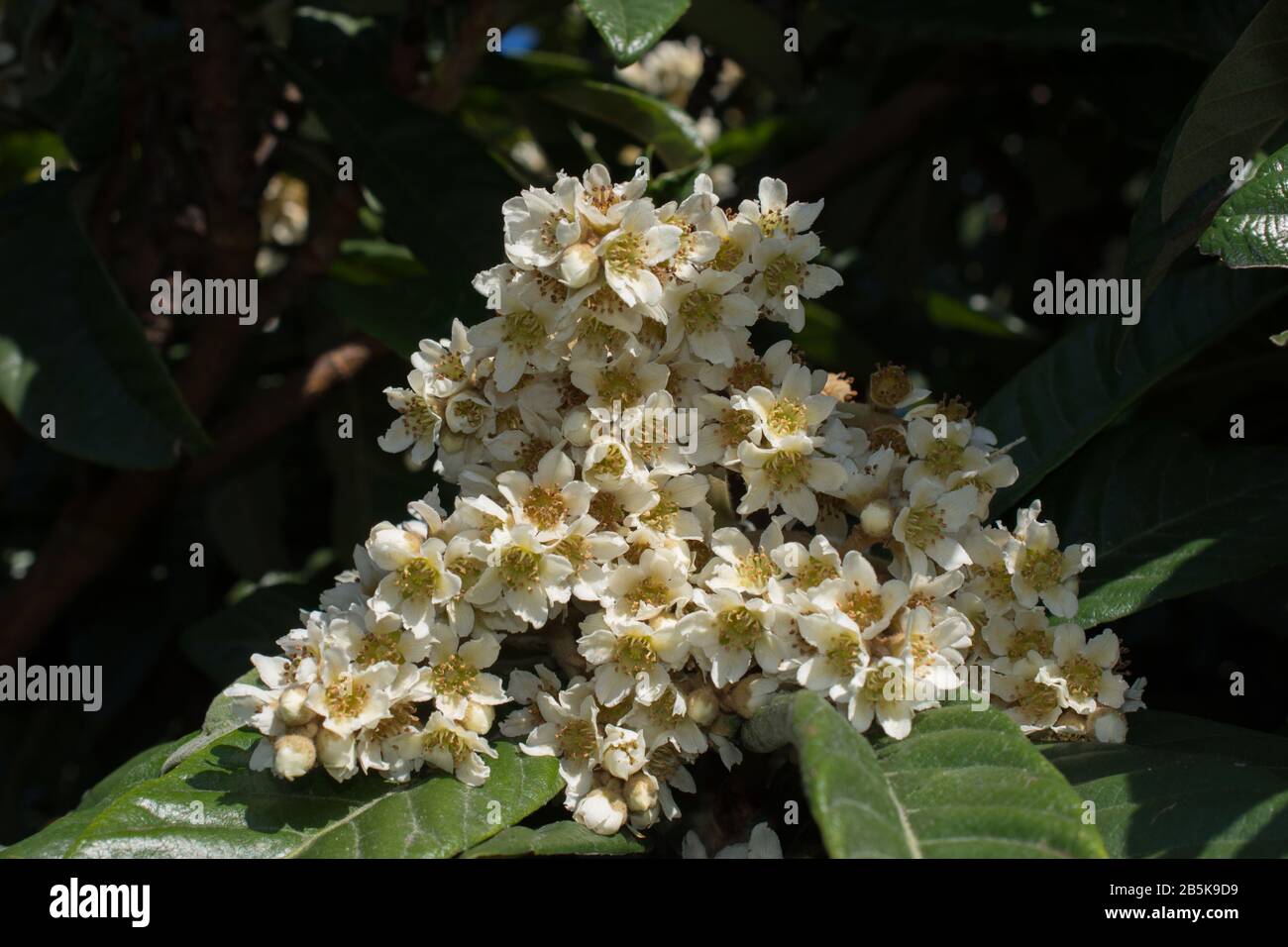 Beautiful colorful natural spring flowers as a nature background Stock ...