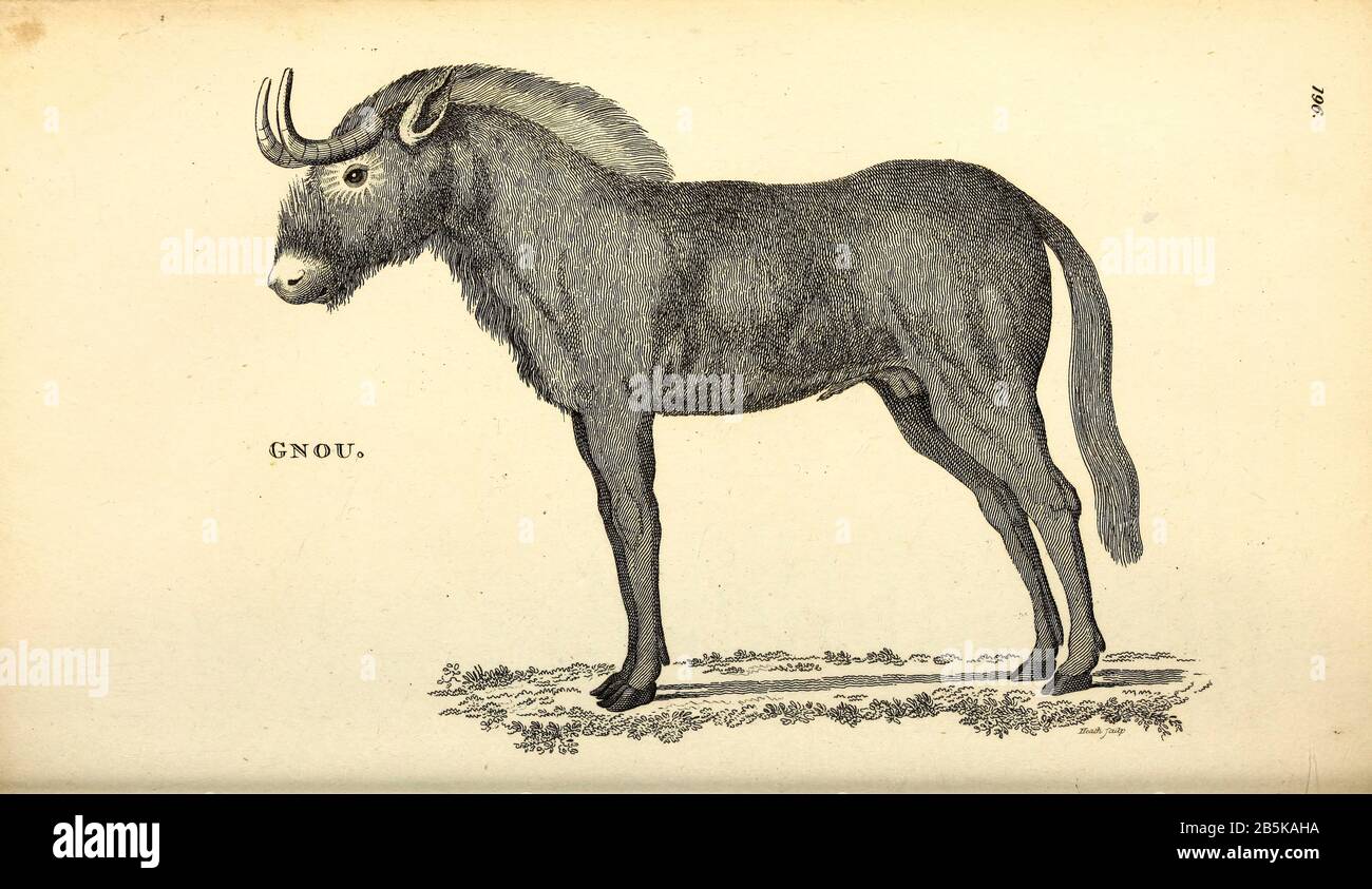 Wildebeest gnu drawing hi-res stock photography and images - Alamy