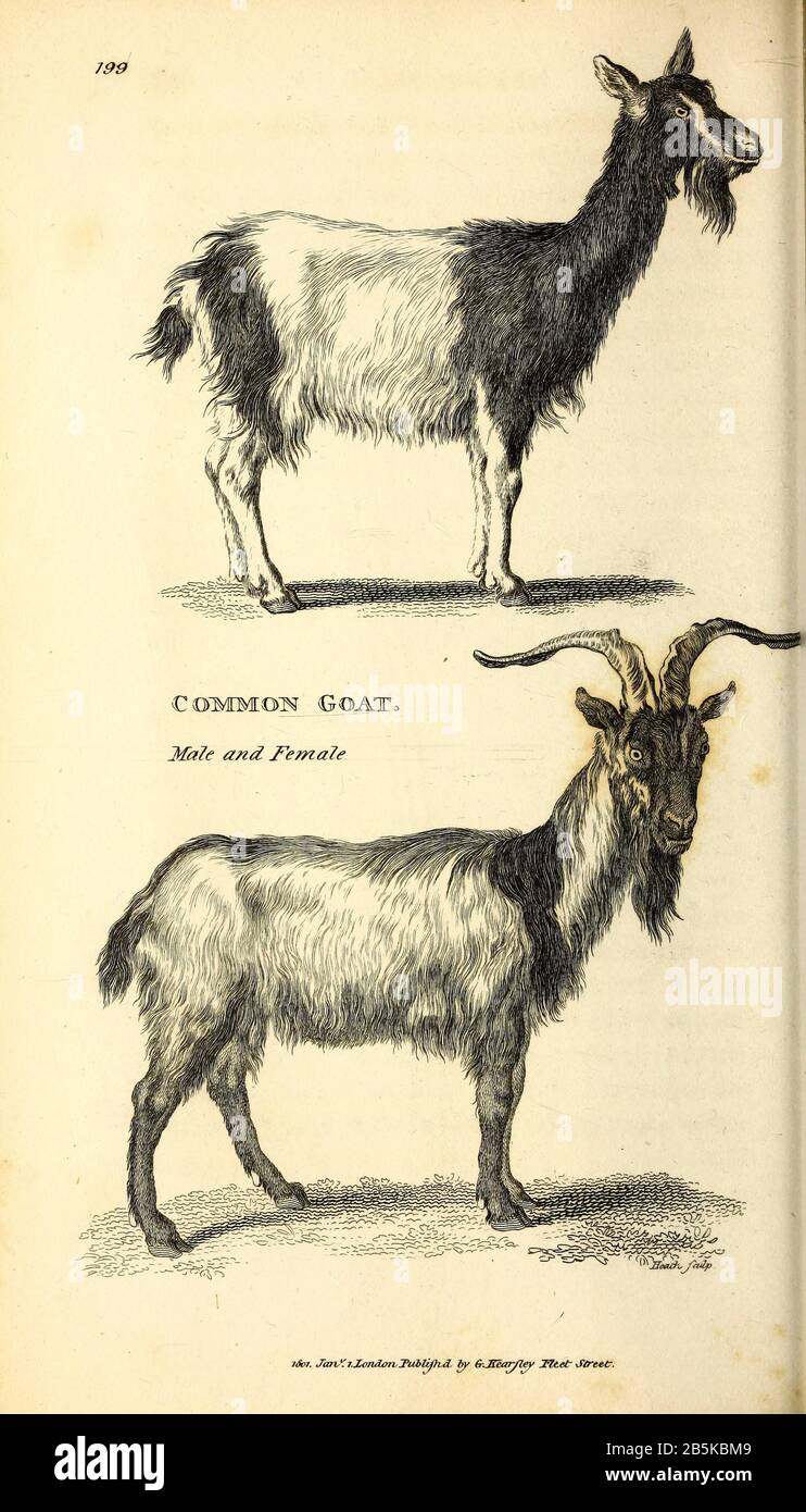 Male goat and female goat hi-res stock photography and images - Alamy