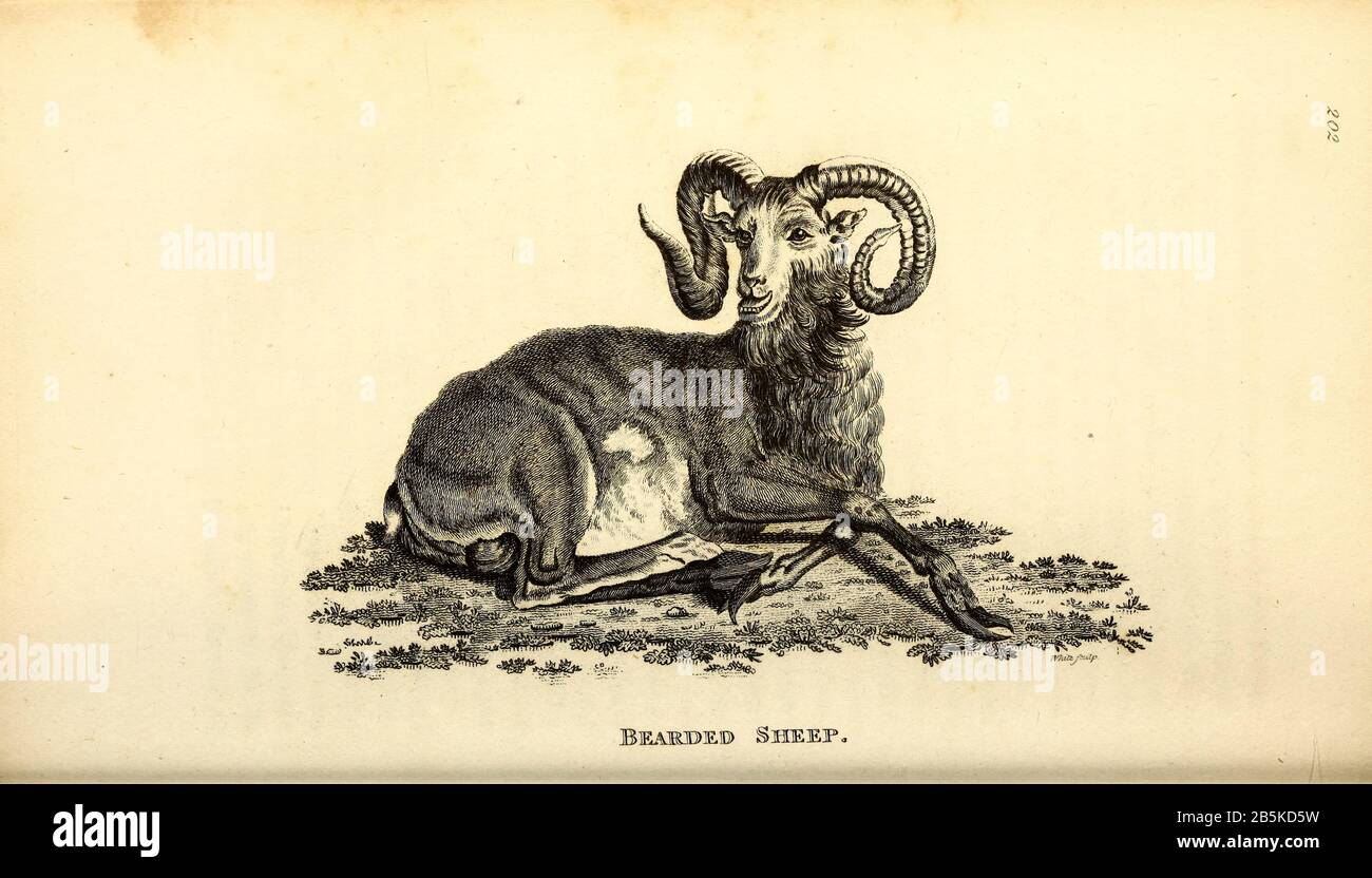 Fauna taxonomy hi-res stock photography and images - Alamy