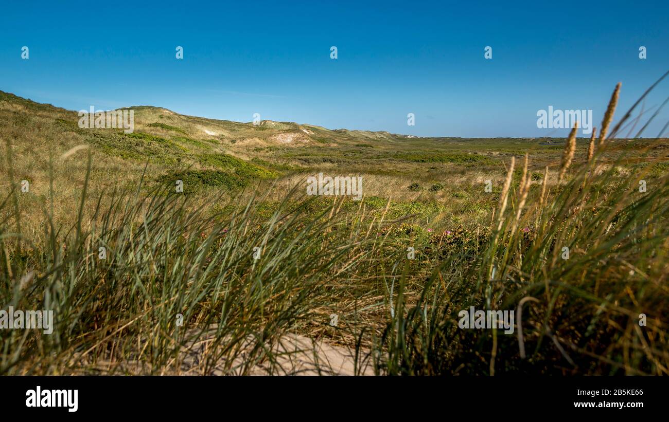The Danish west coast that is filled with beautiful scenery and dunes ...
