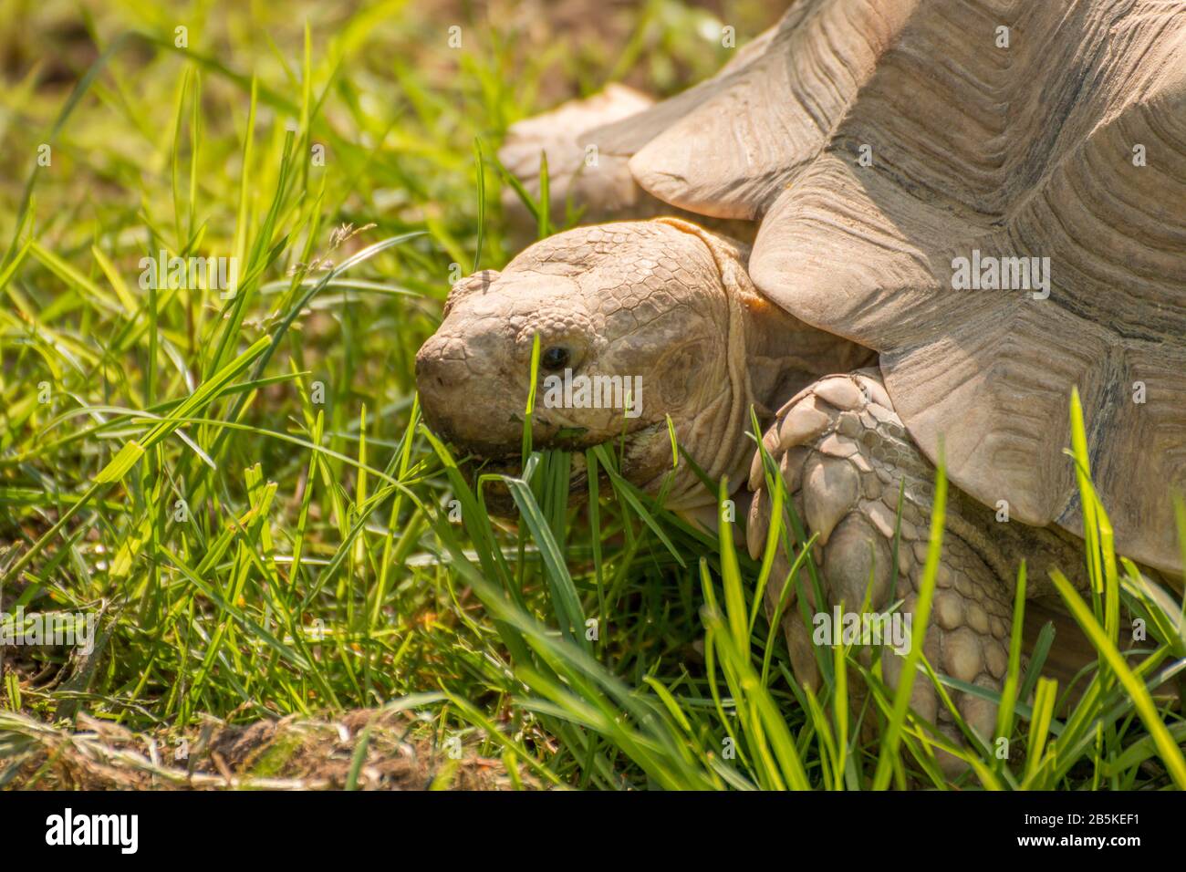 Turtle crawls in green grass closeup, head in focus Stock Photo - Alamy