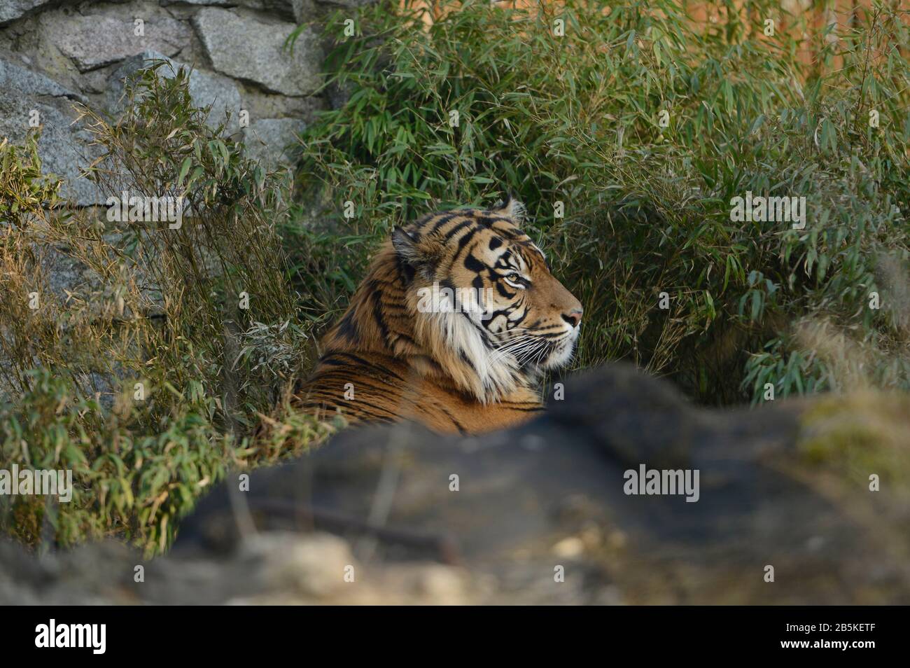 Sumatra-Tiger (Panthera tigris sumatrae), Zoo, Breslau, Niederschlesien ...