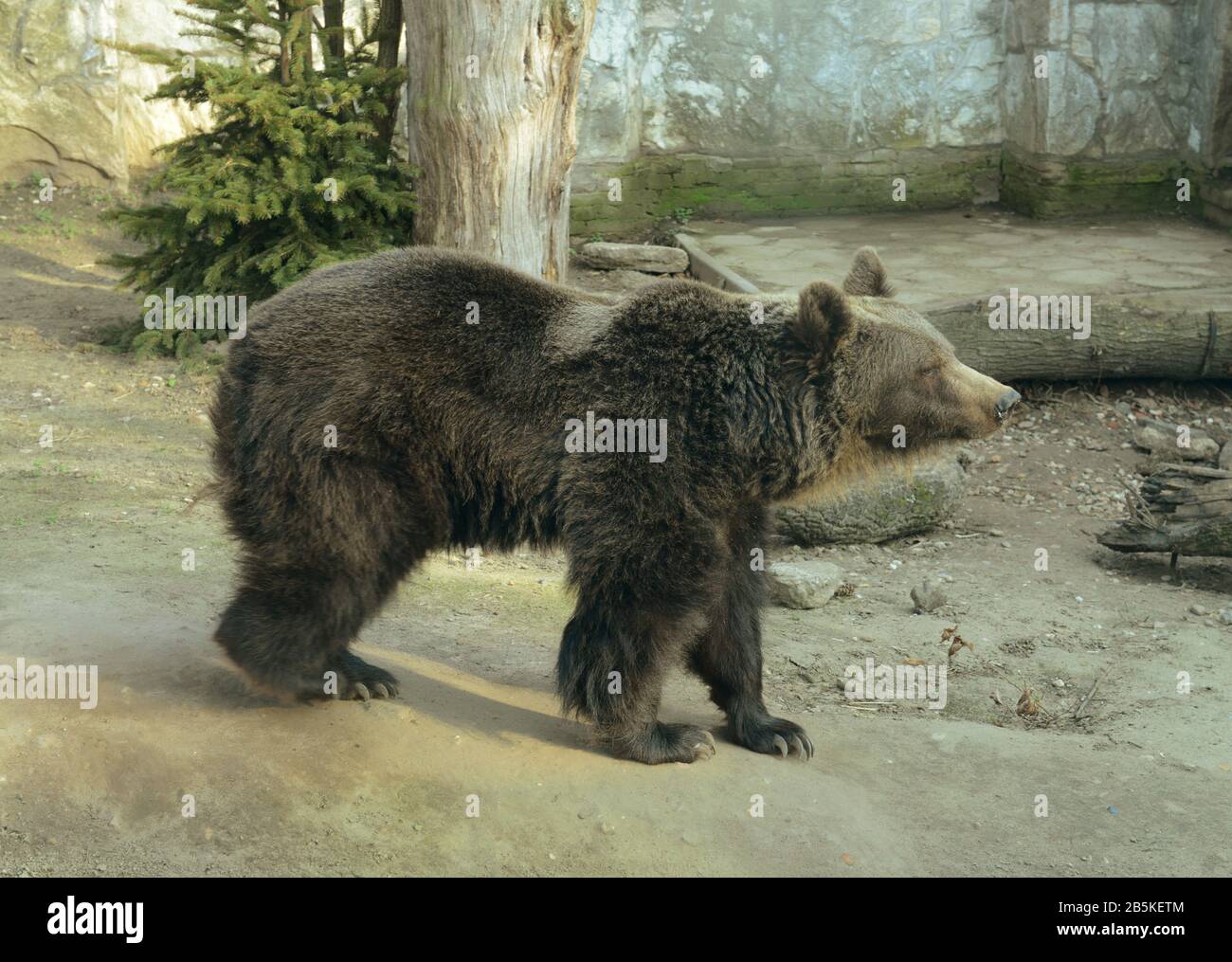 Braunbaer (Ursus Arctos), Zoo, Breslau, Niederschlesien, Polen Stock ...
