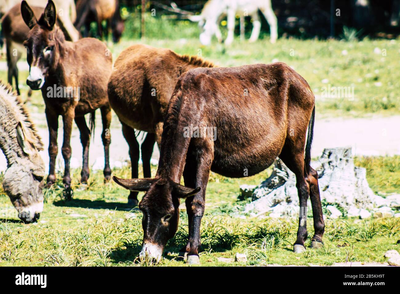 Paphos Cyprus March 08, 2020 View of various donkeys living in the ...