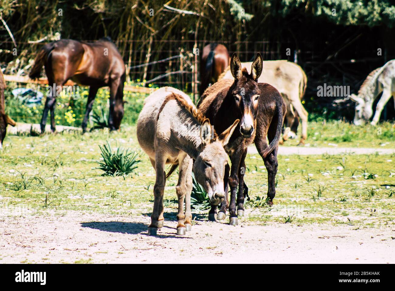 Paphos Cyprus March 08, 2020 View of various donkeys living in the ...