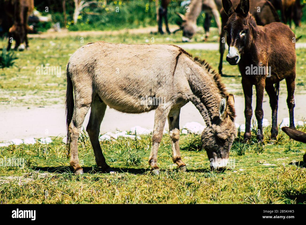 Paphos Cyprus March 08, 2020 View of various donkeys living in the ...