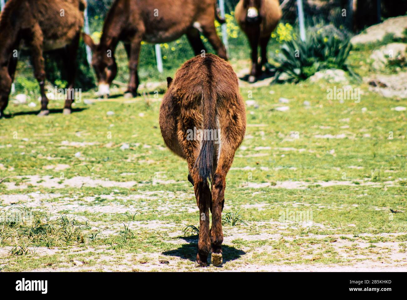Paphos Cyprus March 08, 2020 View of various donkeys living in the ...