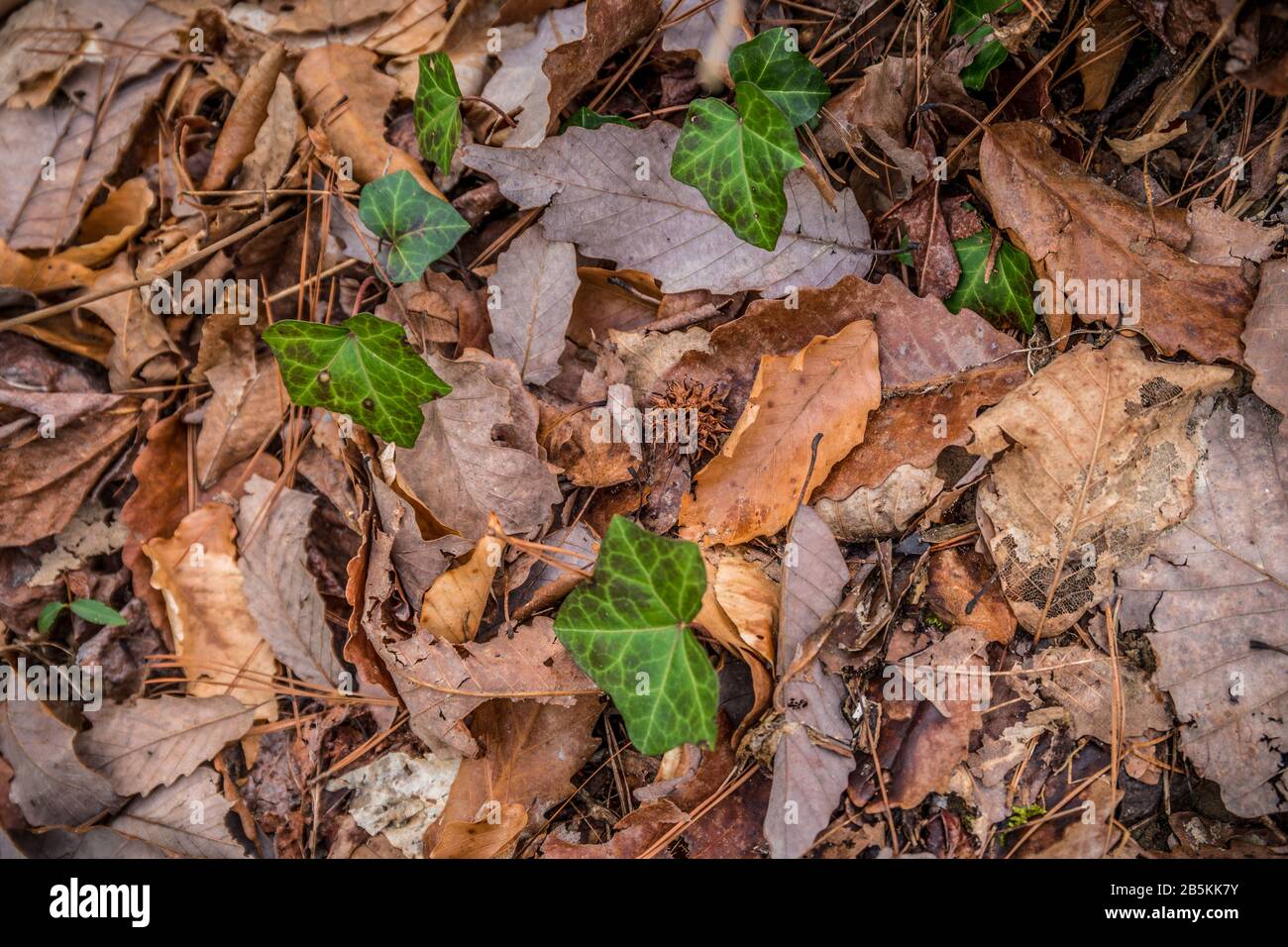 Leaf debris texture hi-res stock photography and images - Alamy