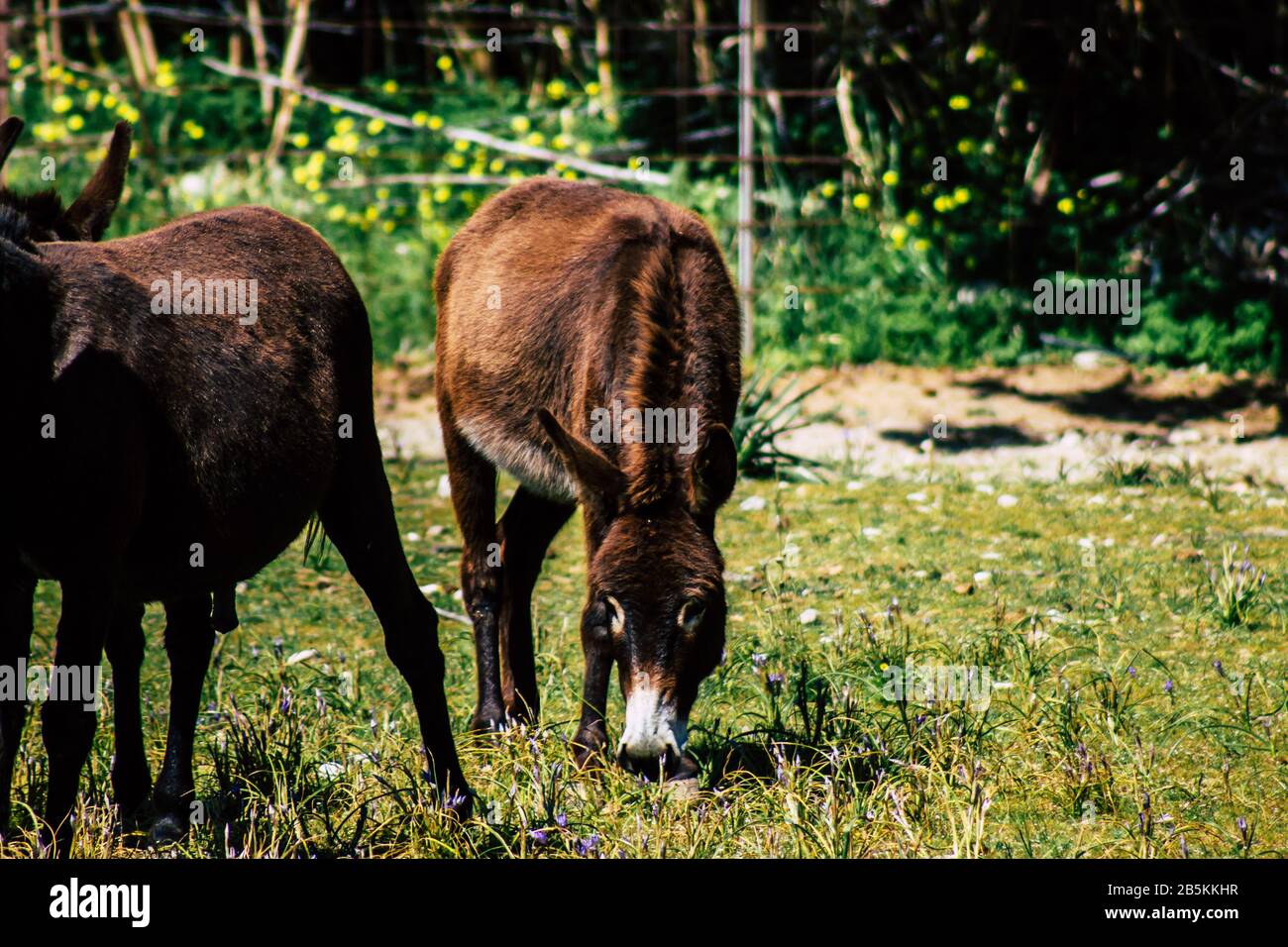 Paphos Cyprus March 08, 2020 View of various donkeys living in the ...