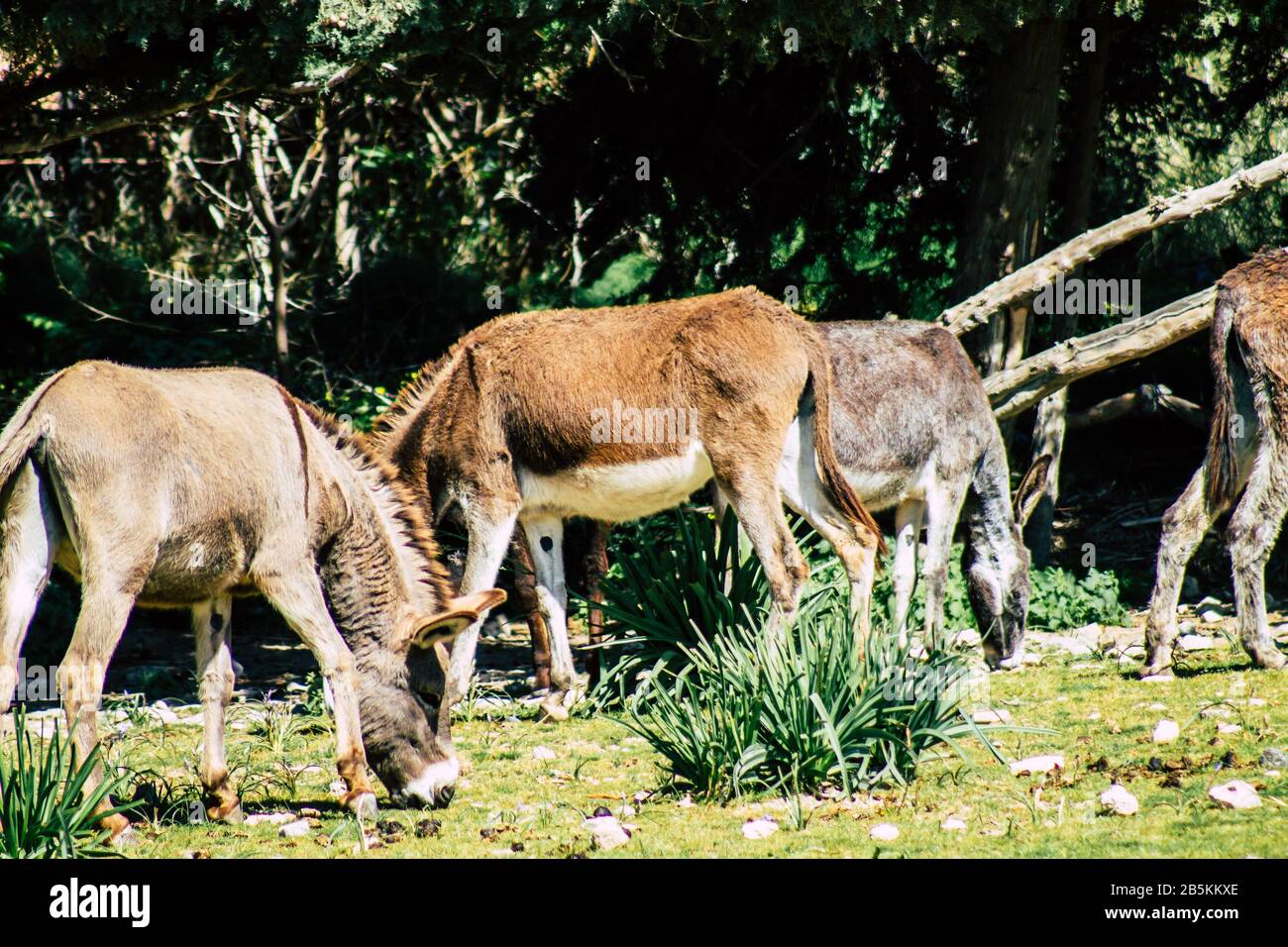 Paphos Cyprus March 08, 2020 View of various donkeys living in the ...