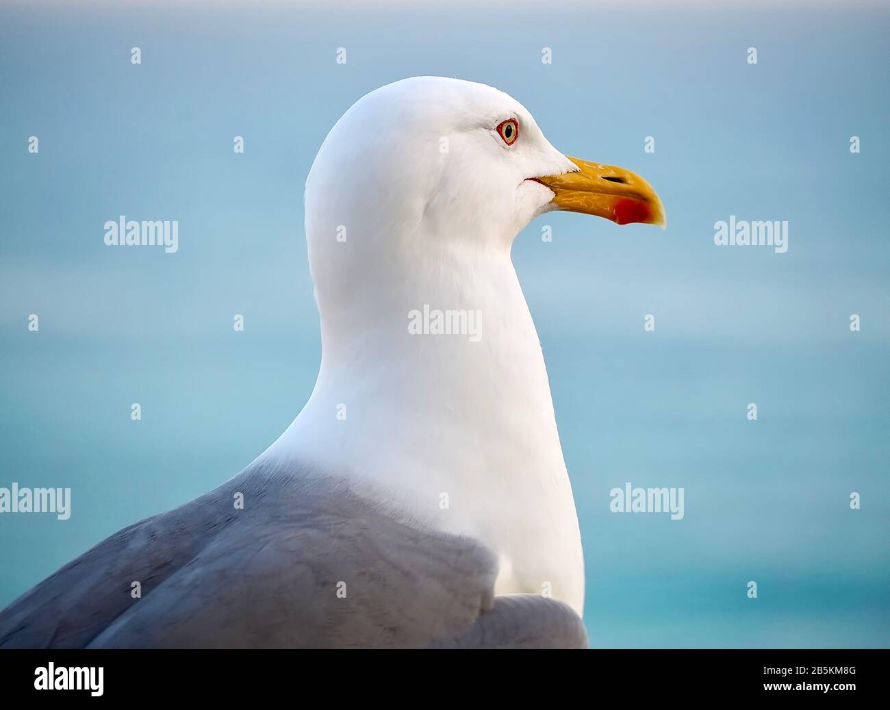 Single seagull in front of blue background Stock Photo - Alamy