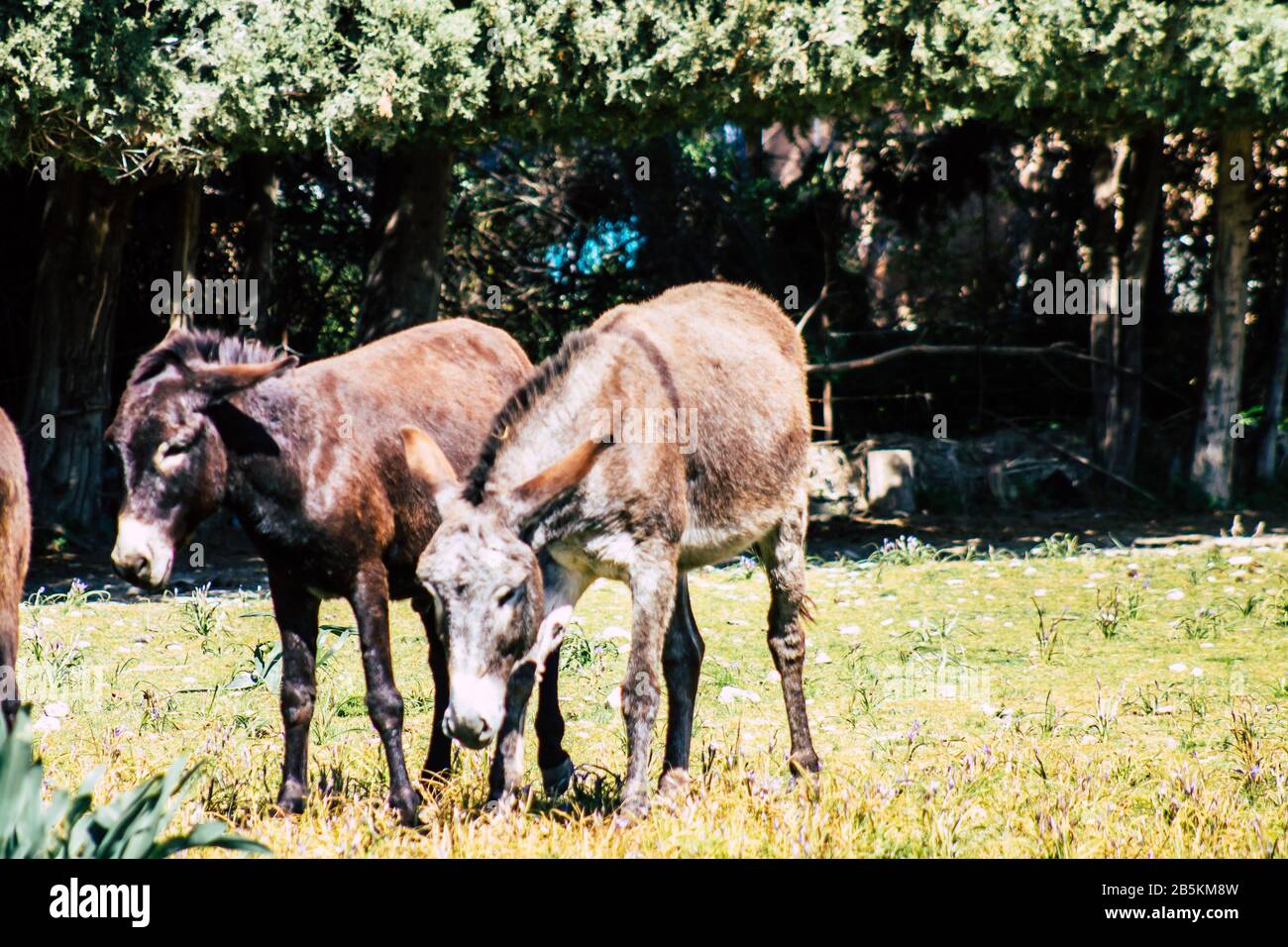 Paphos Cyprus March 08, 2020 View of various donkeys living in the ...