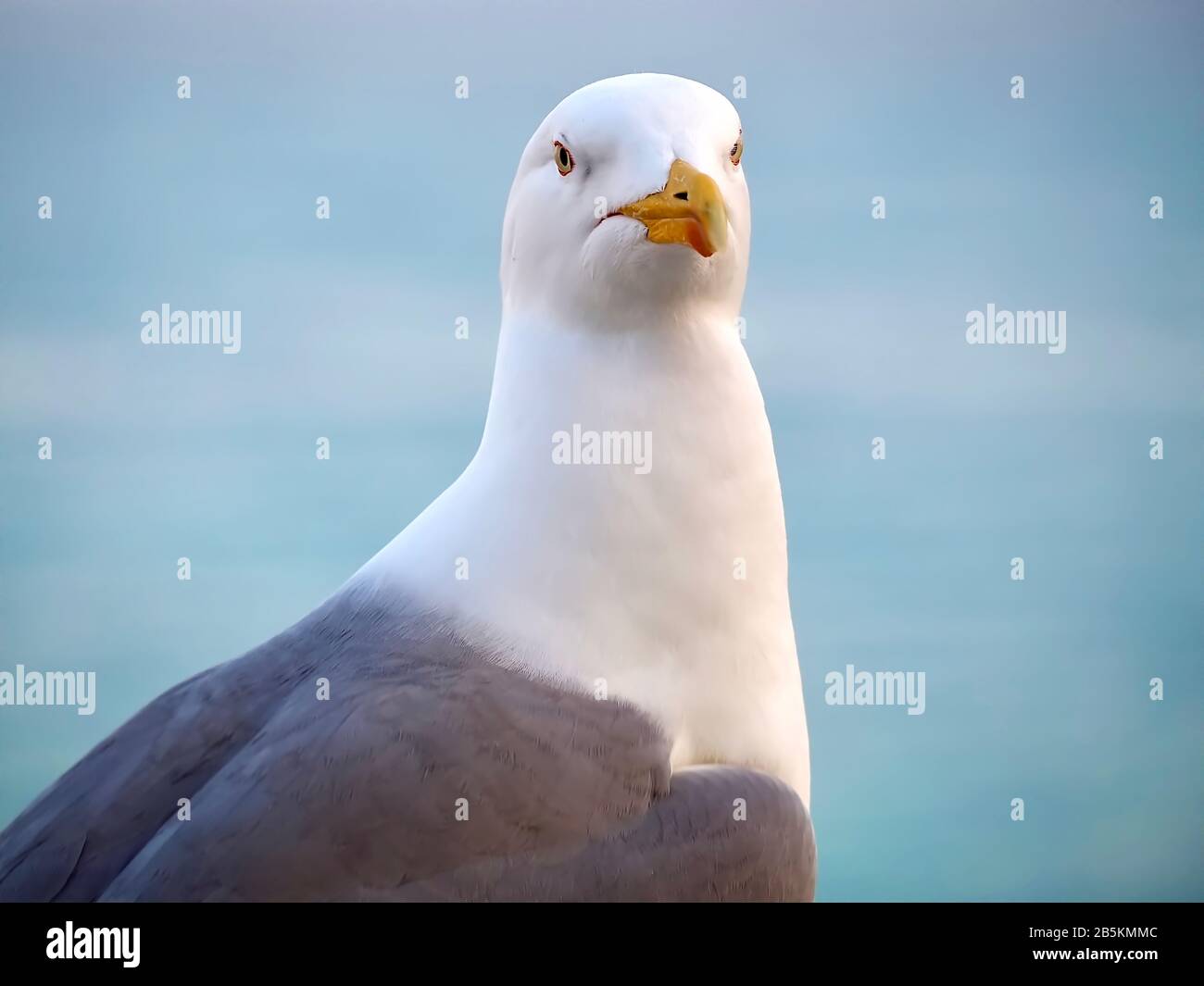 Single seagull in front of blue background Stock Photo - Alamy