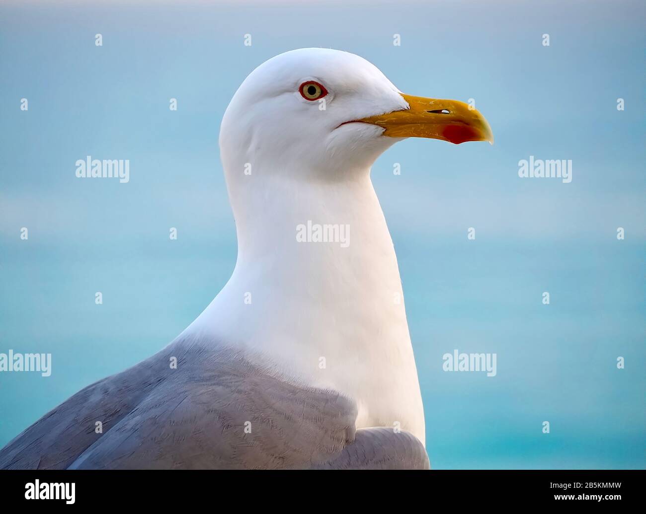 Single seagull in front of blue background Stock Photo - Alamy