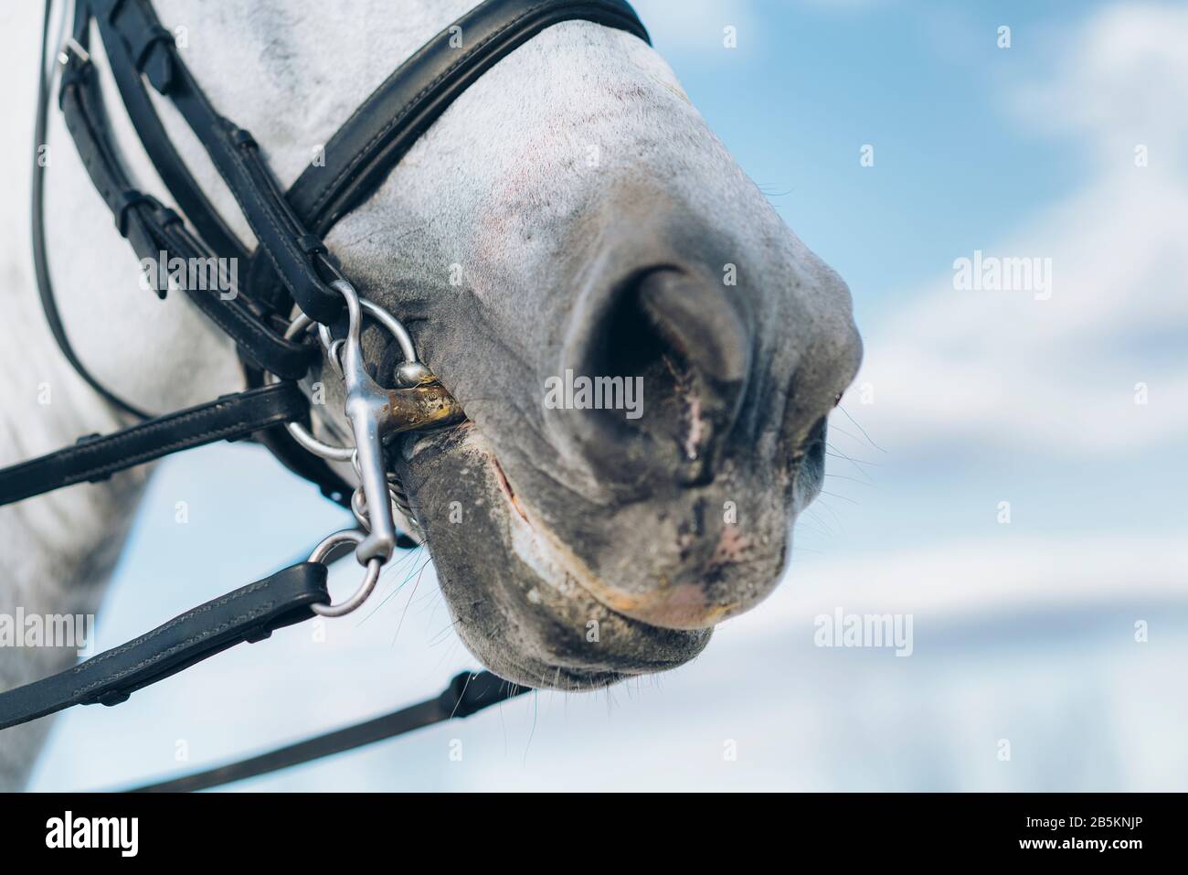 Portrait of horse bridle detail Stock Photo - Alamy