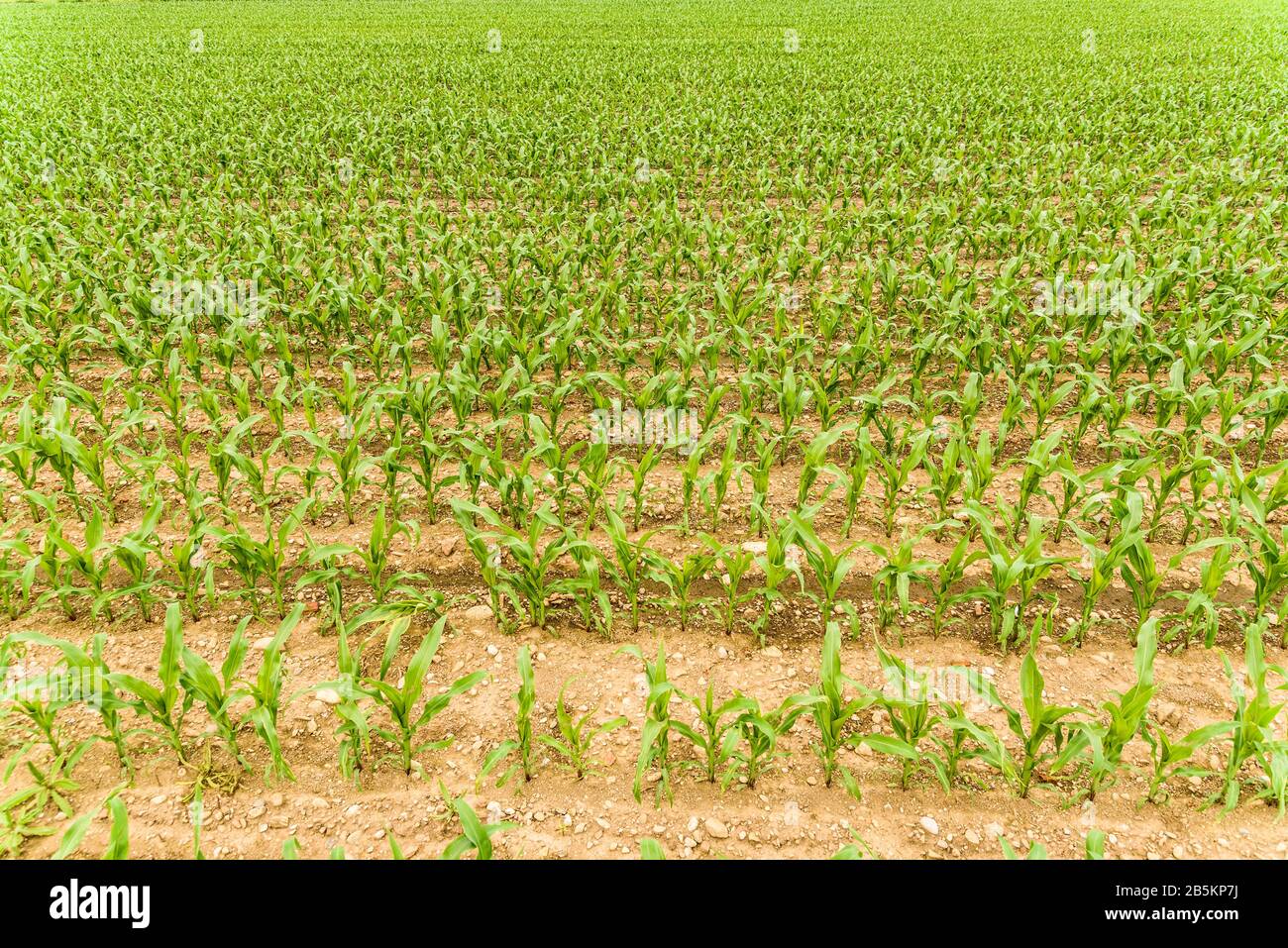 Young cornfield rows growing hi-res stock photography and images - Alamy