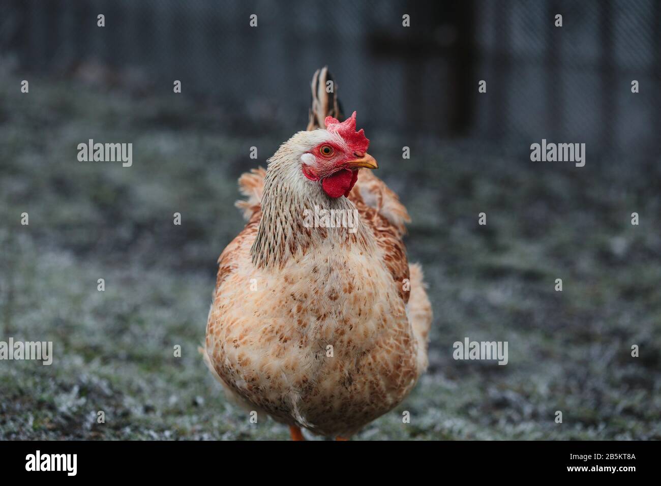 Front view of hen walking on the ground. Brown chicken going and looks ...