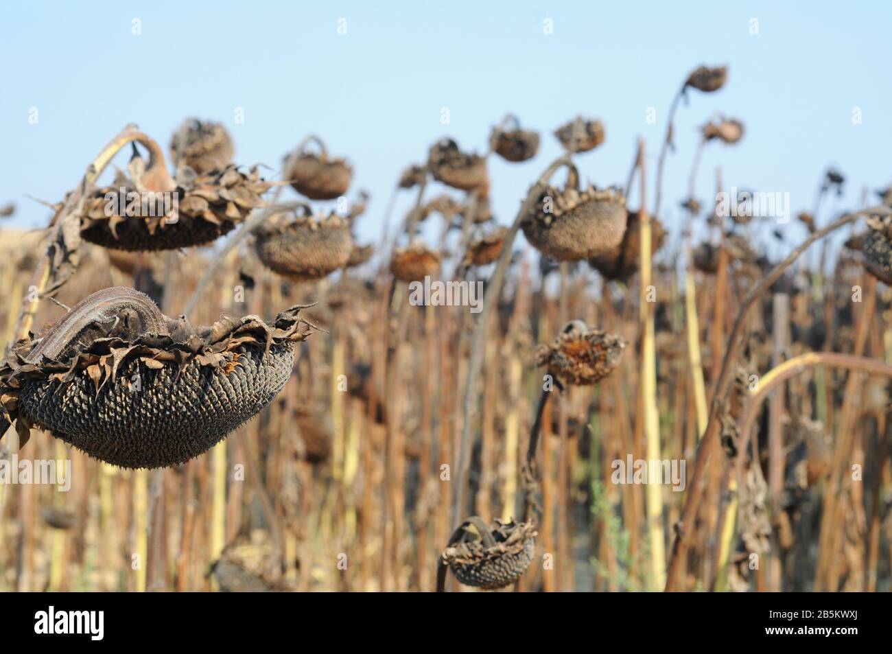 Drying sunflower seed hi-res stock photography and images - Alamy