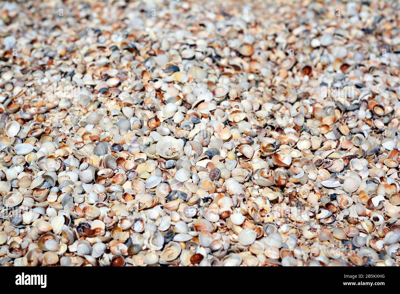 Sea sand with small shells and pebbles. Summer place to relax Stock ...