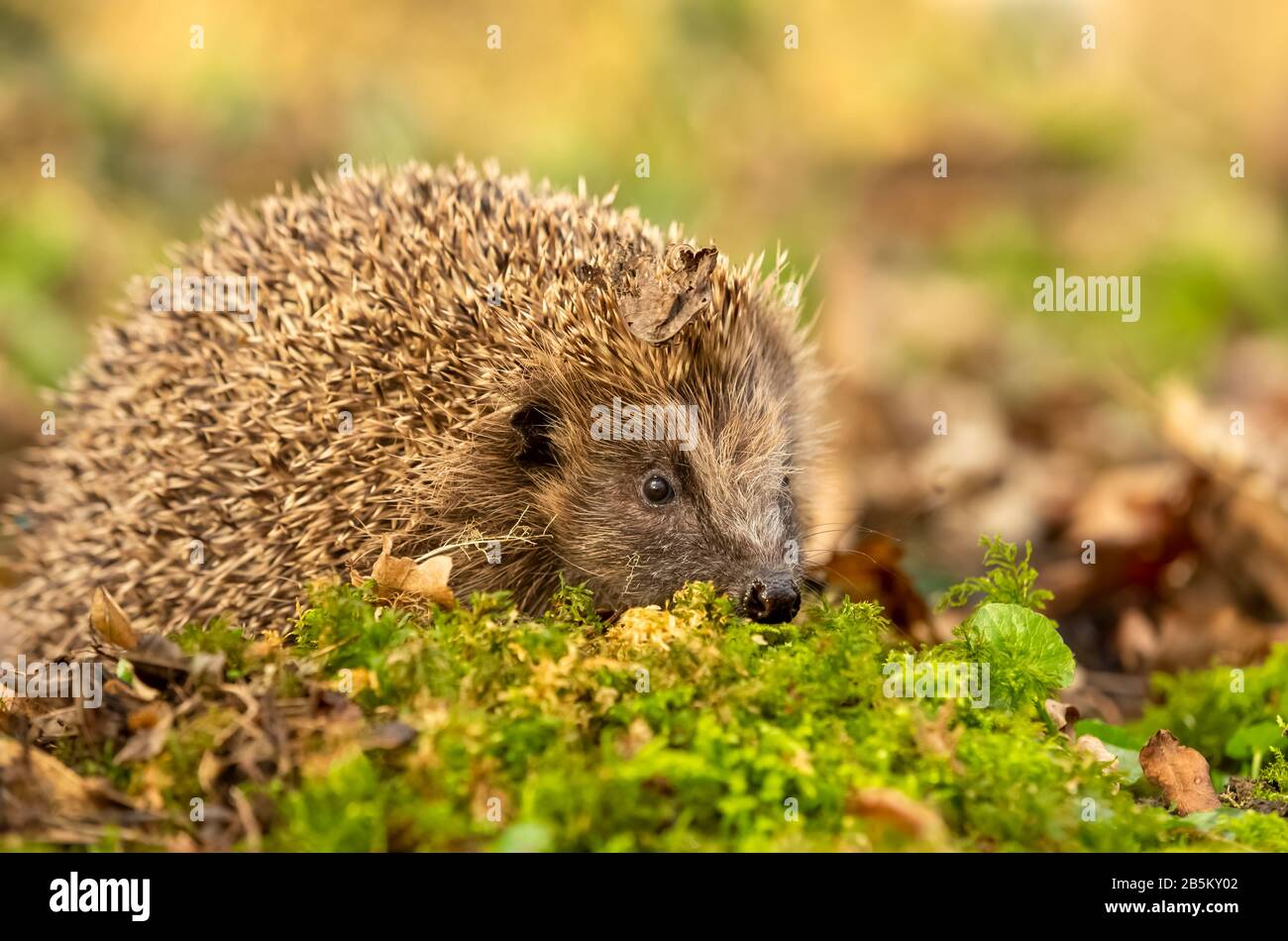 Wild, native hedgehog foraging in hedgehog friendly garden. Taken ...
