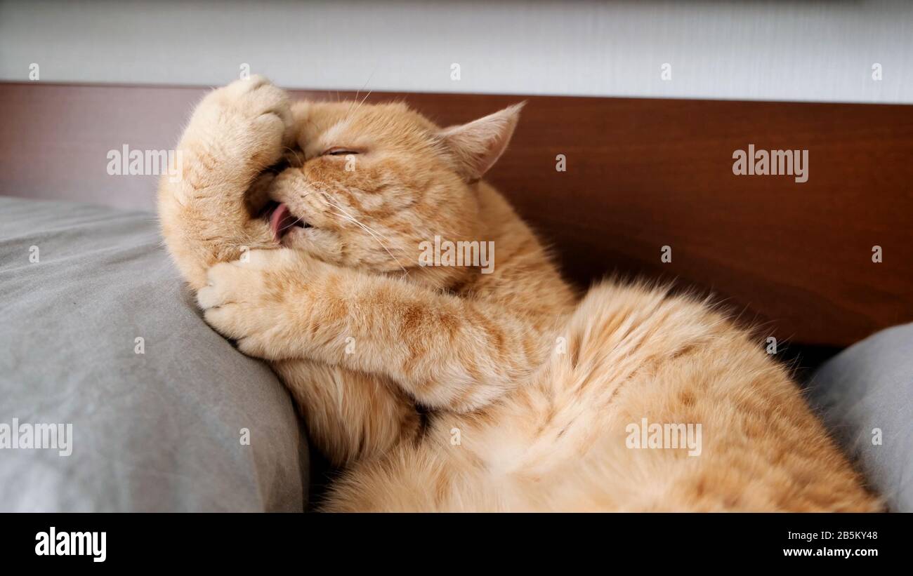 Ginger bengal cat hi-res stock photography and images - Alamy