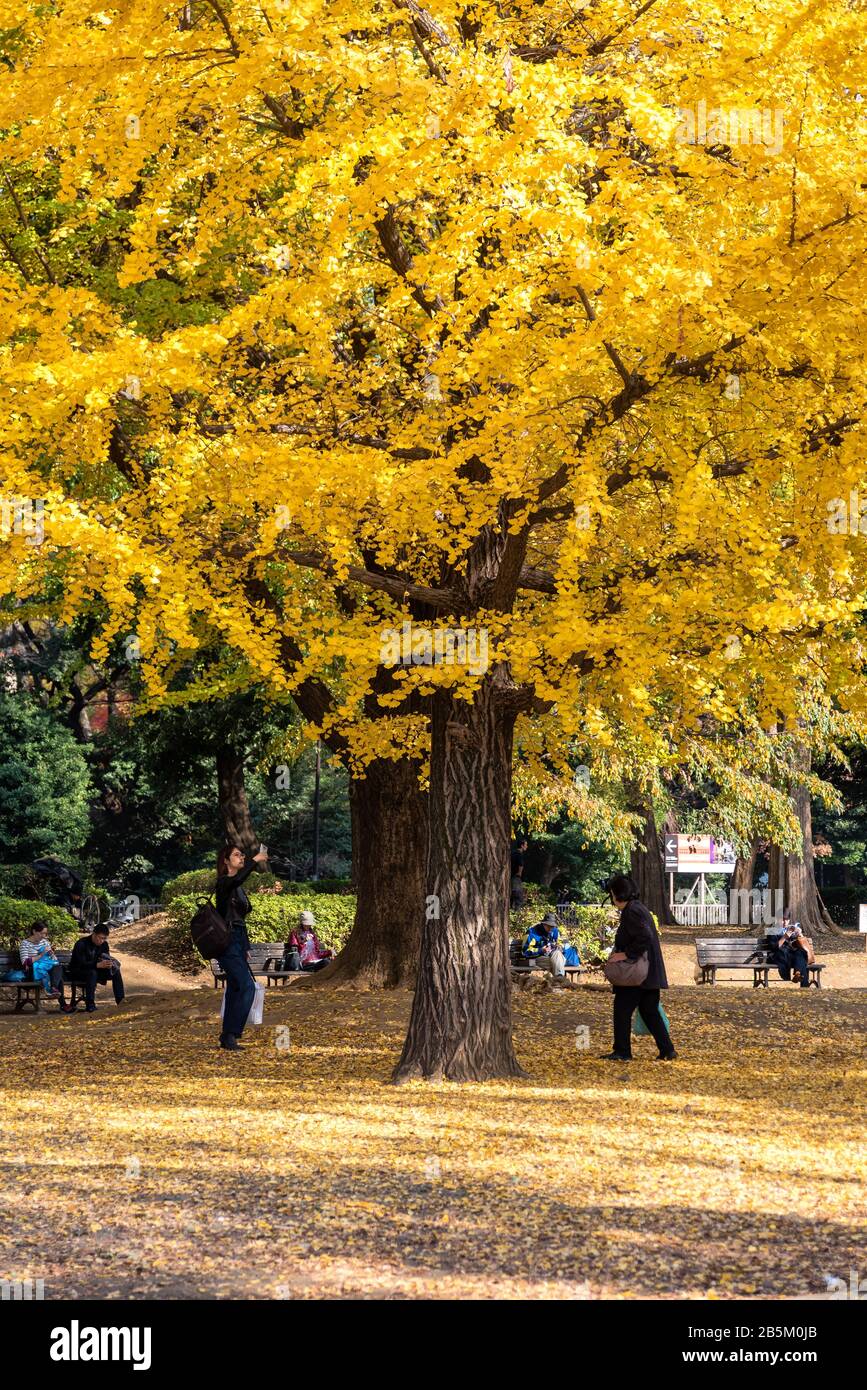 Recreational activities under a Japanese maple tree in bright yellow ...