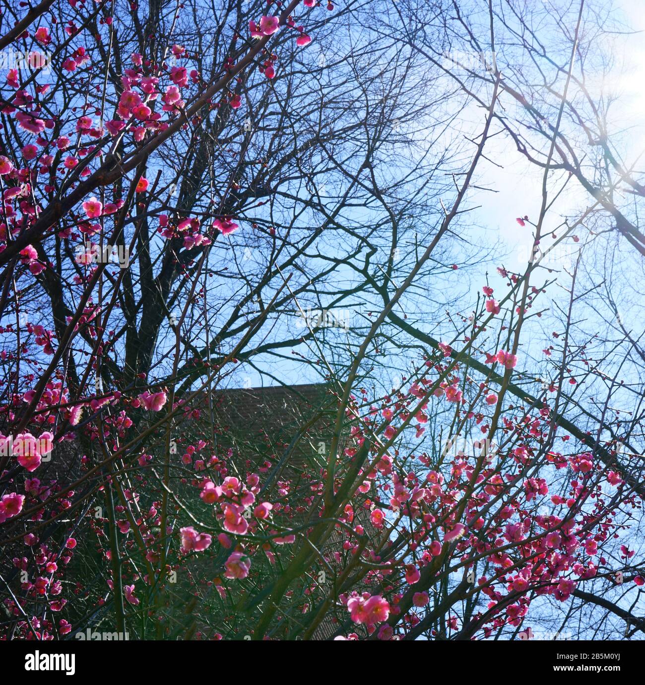 Pink flower blooms of the Japanese ume apricot tree, prunus mume Stock ...