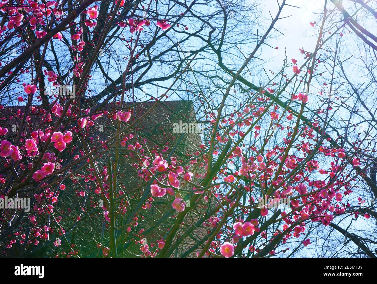 Pink flower blooms of the Japanese ume apricot tree, prunus mume Stock ...