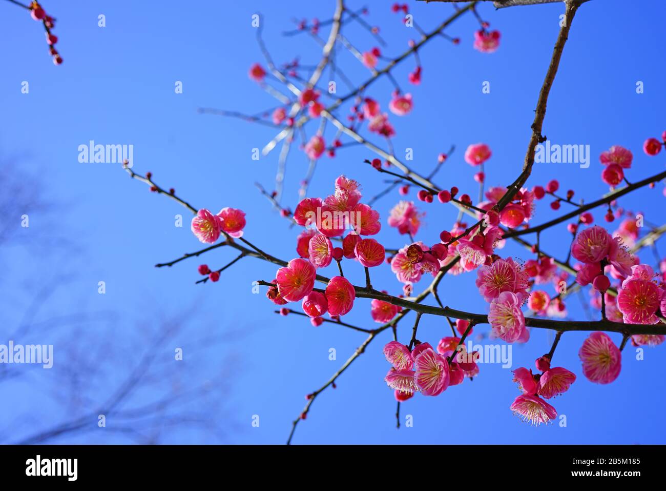 Pink flower blooms of the Japanese ume apricot tree, prunus mume Stock ...