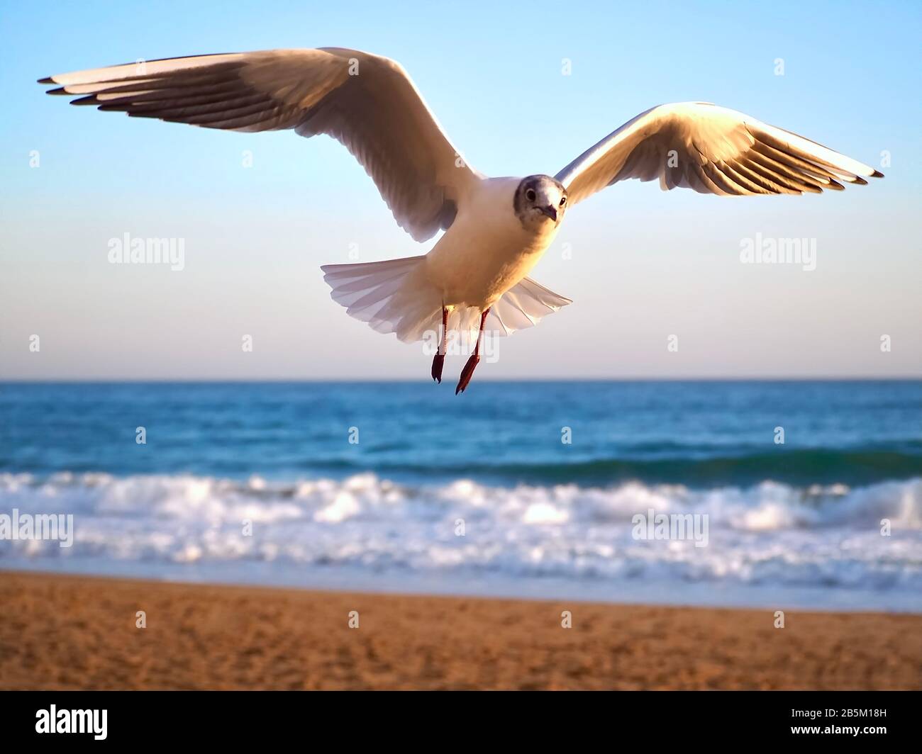 Single seagull flying at the beach Stock Photo - Alamy