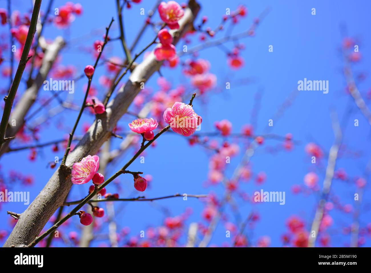 Pink flower blooms of the Japanese ume apricot tree, prunus mume Stock ...