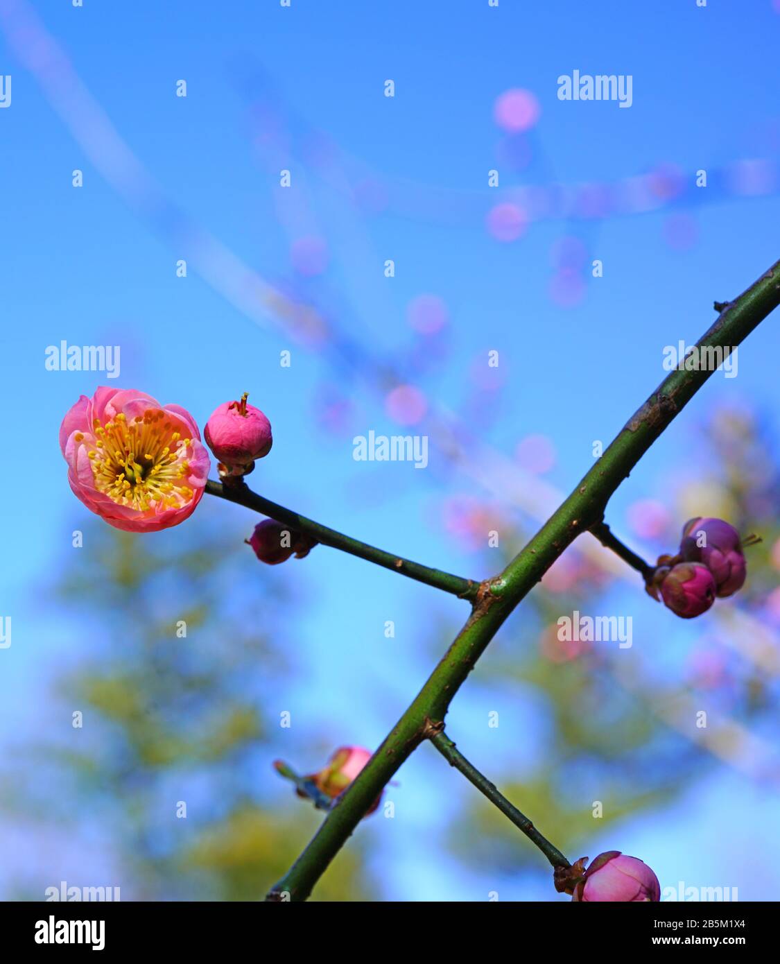 Pink flower blooms of the Japanese ume apricot tree, prunus mume Stock ...