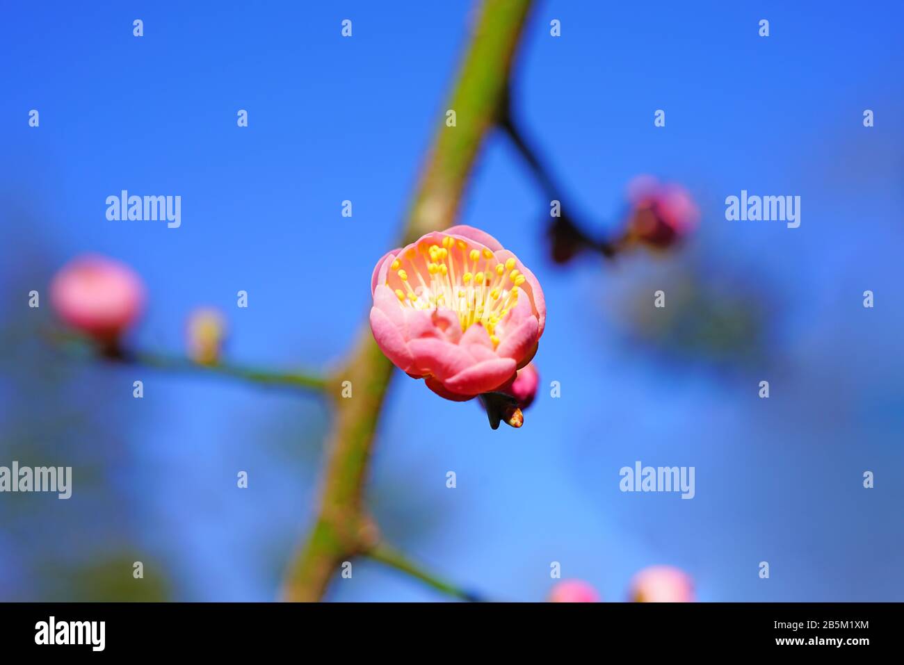 Pink flower blooms of the Japanese ume apricot tree, prunus mume Stock ...