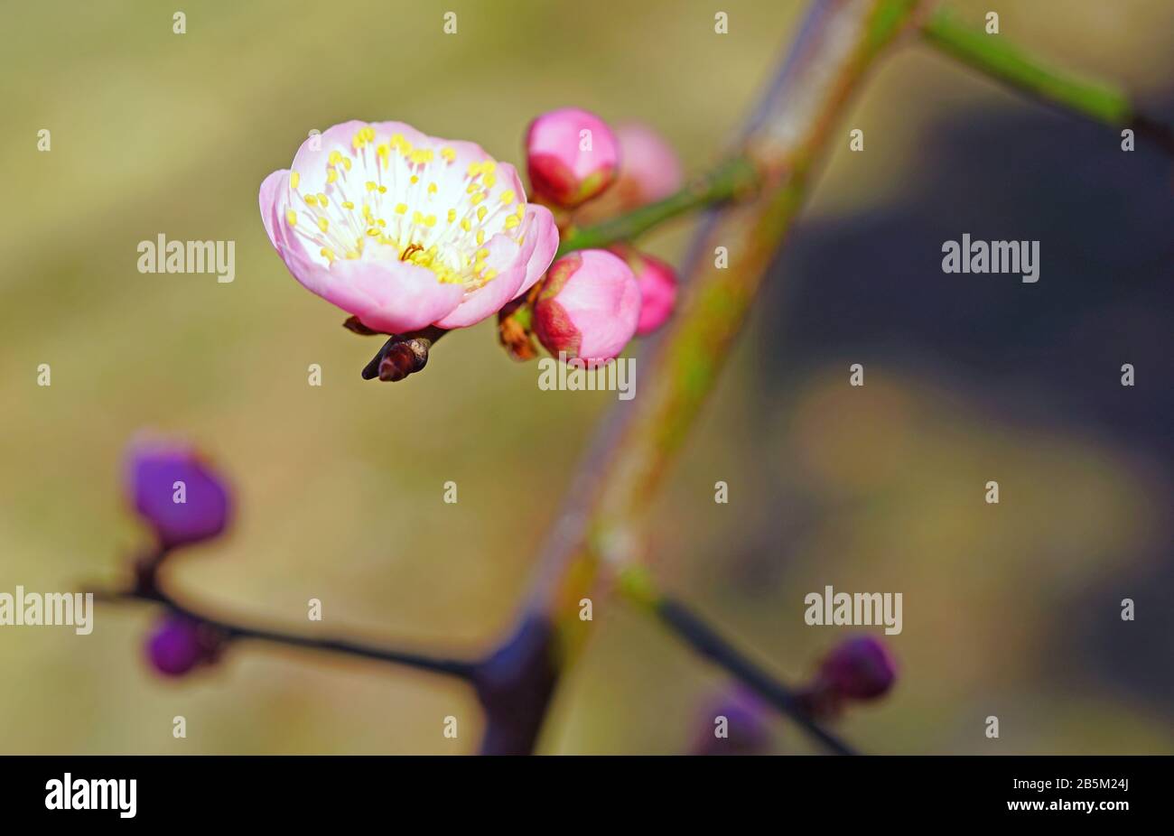 Pink flower blooms of the Japanese ume apricot tree, prunus mume Stock ...