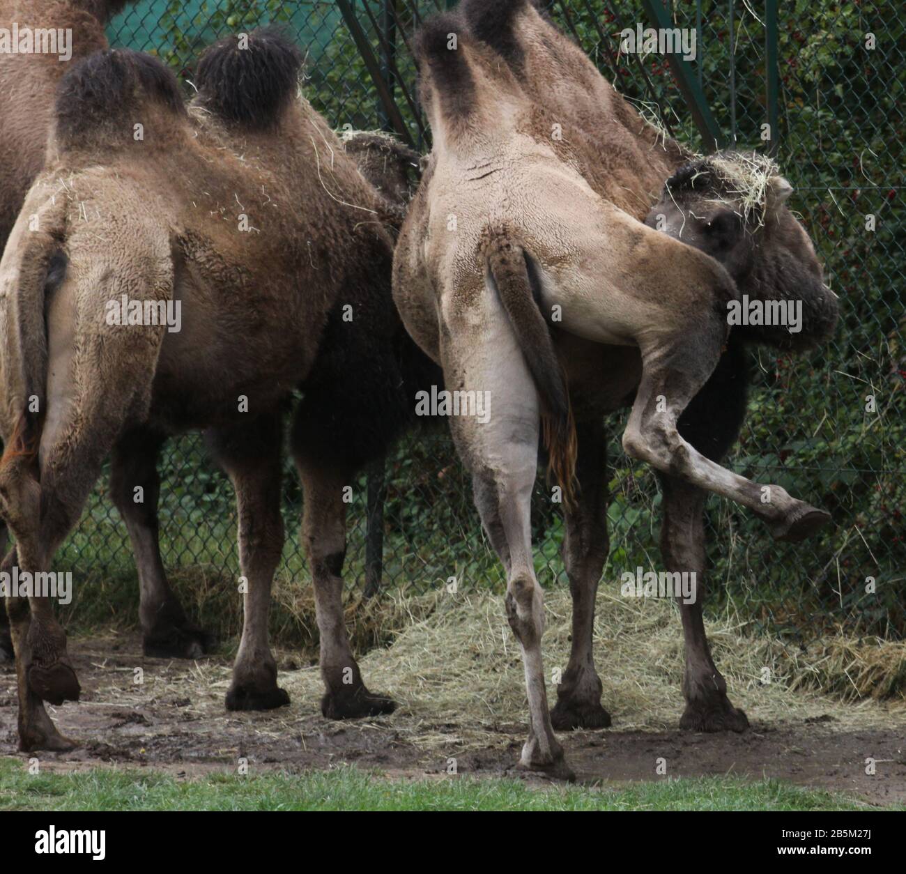 Animals in their exhibits at Chester zoo credit Ian Fairbrother/Alamy ...