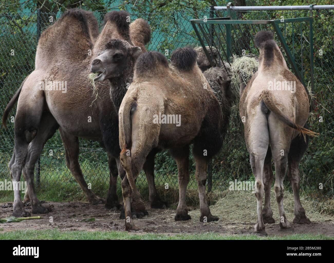 Animals in their exhibits at Chester zoo credit Ian Fairbrother/Alamy ...