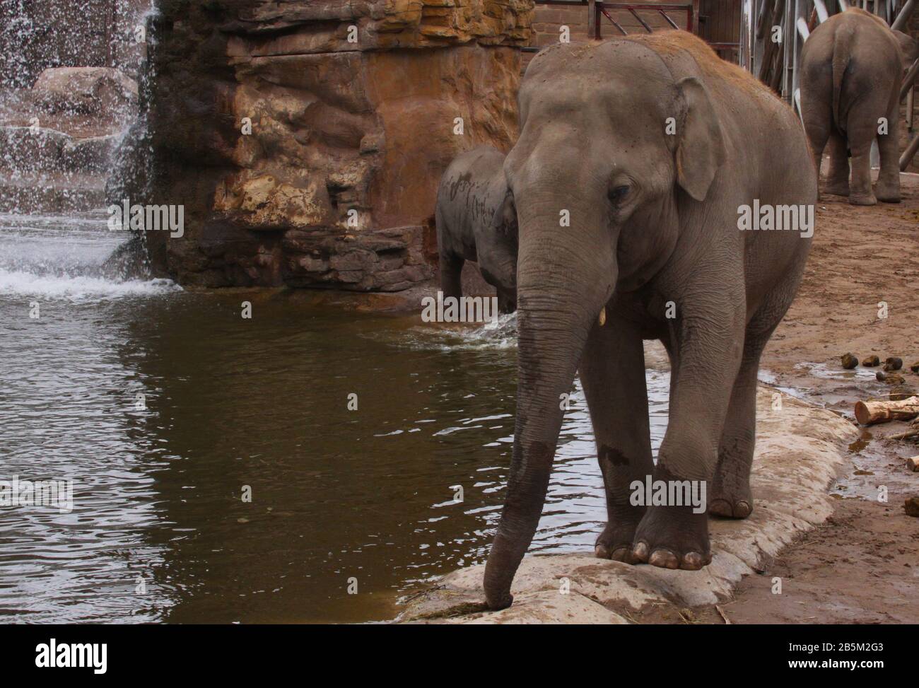 Animals in their exhibits at Chester zoo credit Ian Fairbrother/Alamy ...