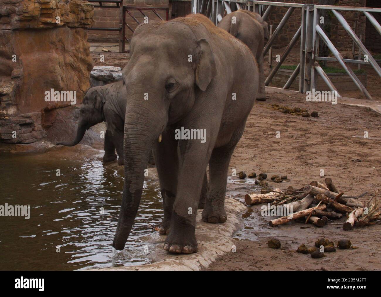 Animals in their exhibits at Chester zoo credit Ian Fairbrother/Alamy ...