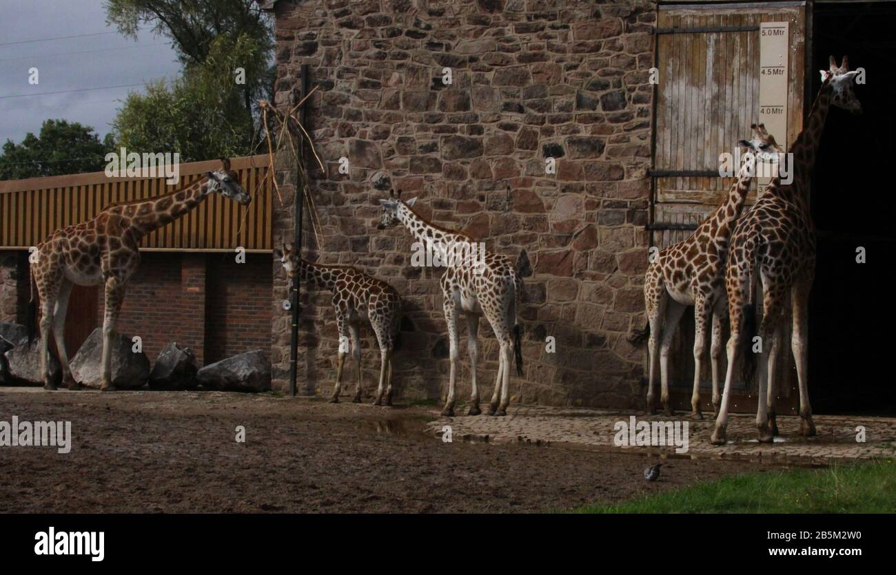 Animals in their exhibits at Chester zoo credit Ian Fairbrother/Alamy ...