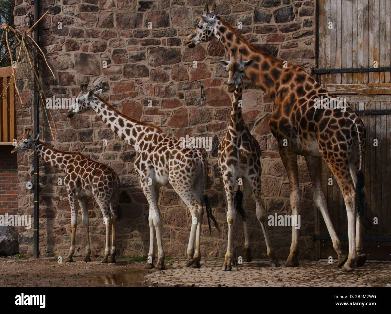 Animals in their exhibits at Chester zoo credit Ian Fairbrother/Alamy ...