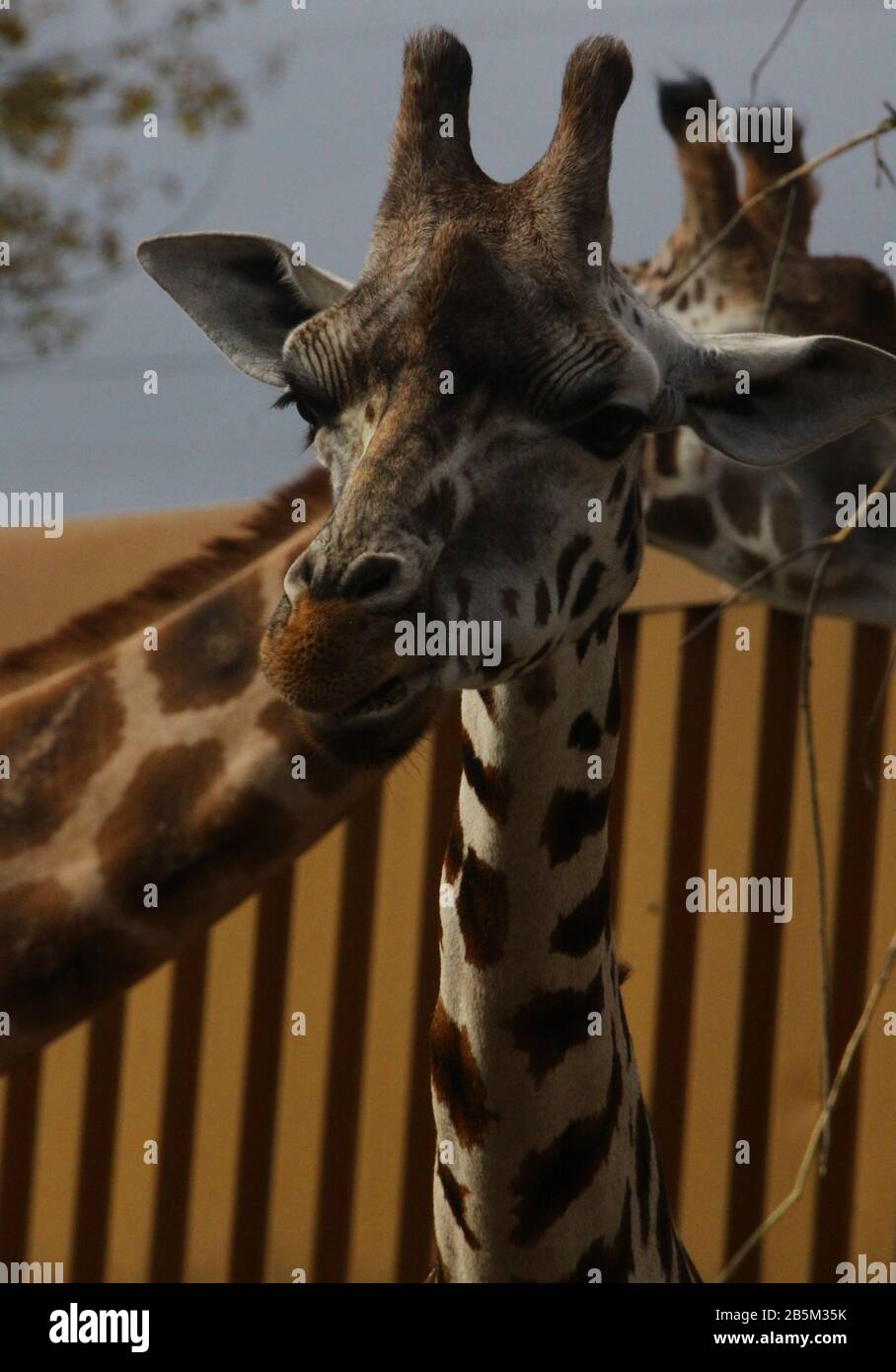 Animals in their exhibits at Chester zoo credit Ian Fairbrother/Alamy ...