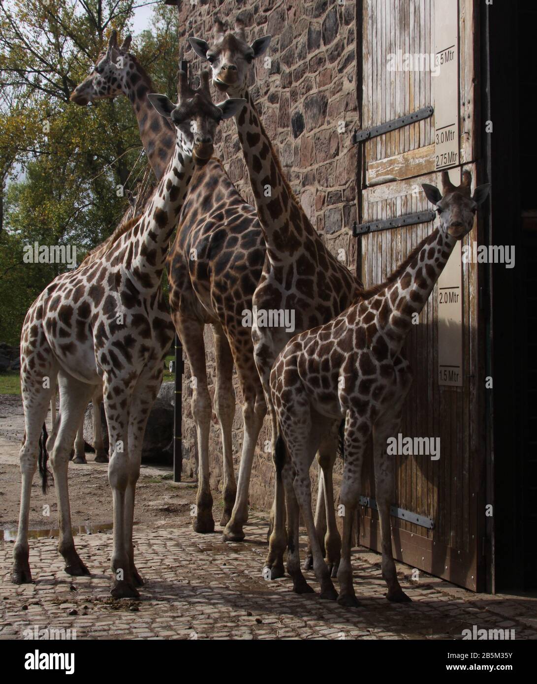 Animals in their exhibits at Chester zoo credit Ian Fairbrother/Alamy ...
