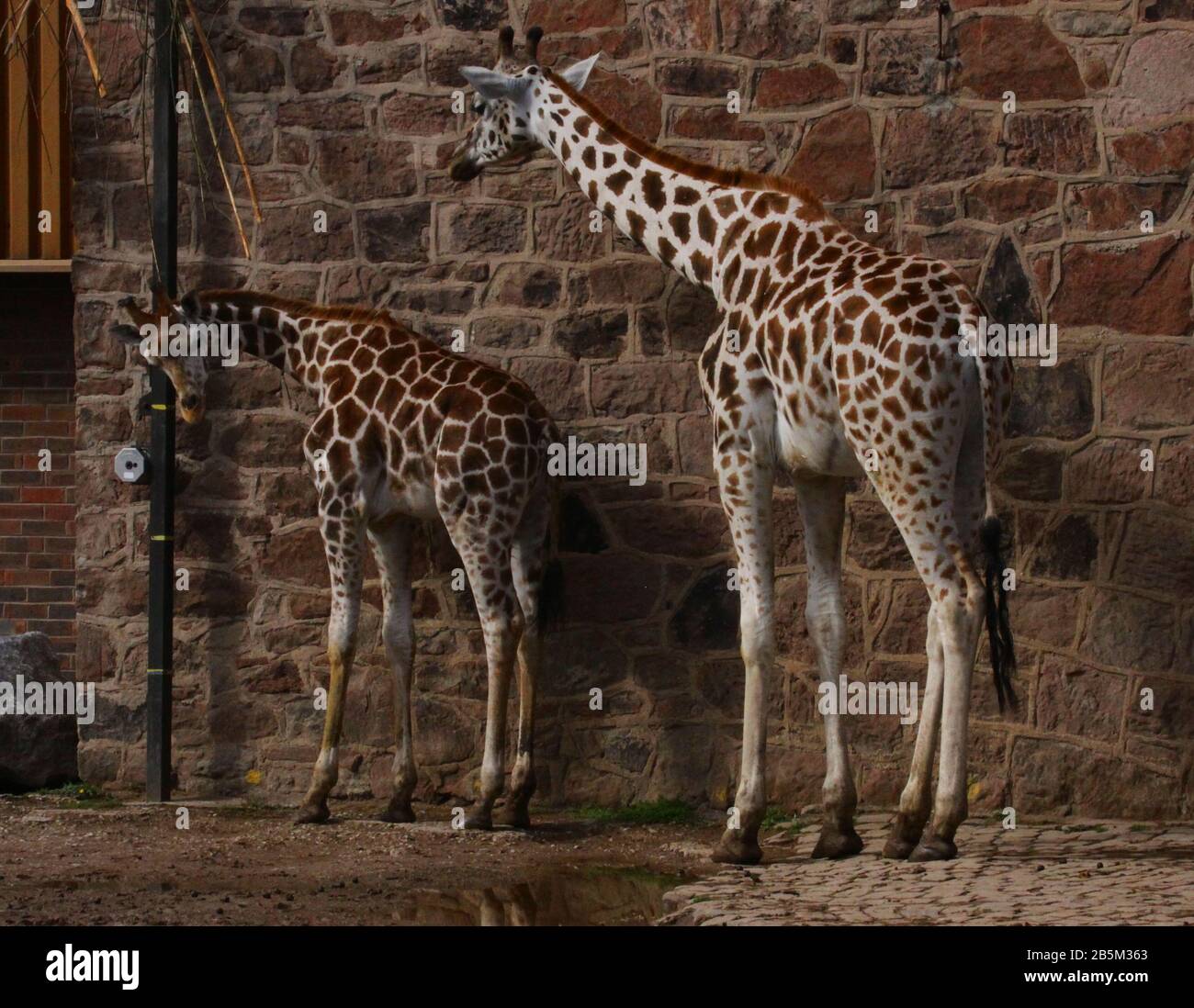 Animals in their exhibits at Chester zoo credit Ian Fairbrother/Alamy ...