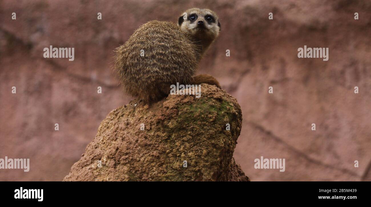 Animals in their exhibits at Chester zoo credit Ian Fairbrother/Alamy ...