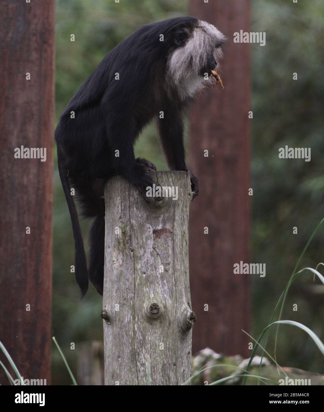 Animals in their exhibits at Chester zoo credit Ian Fairbrother/Alamy ...