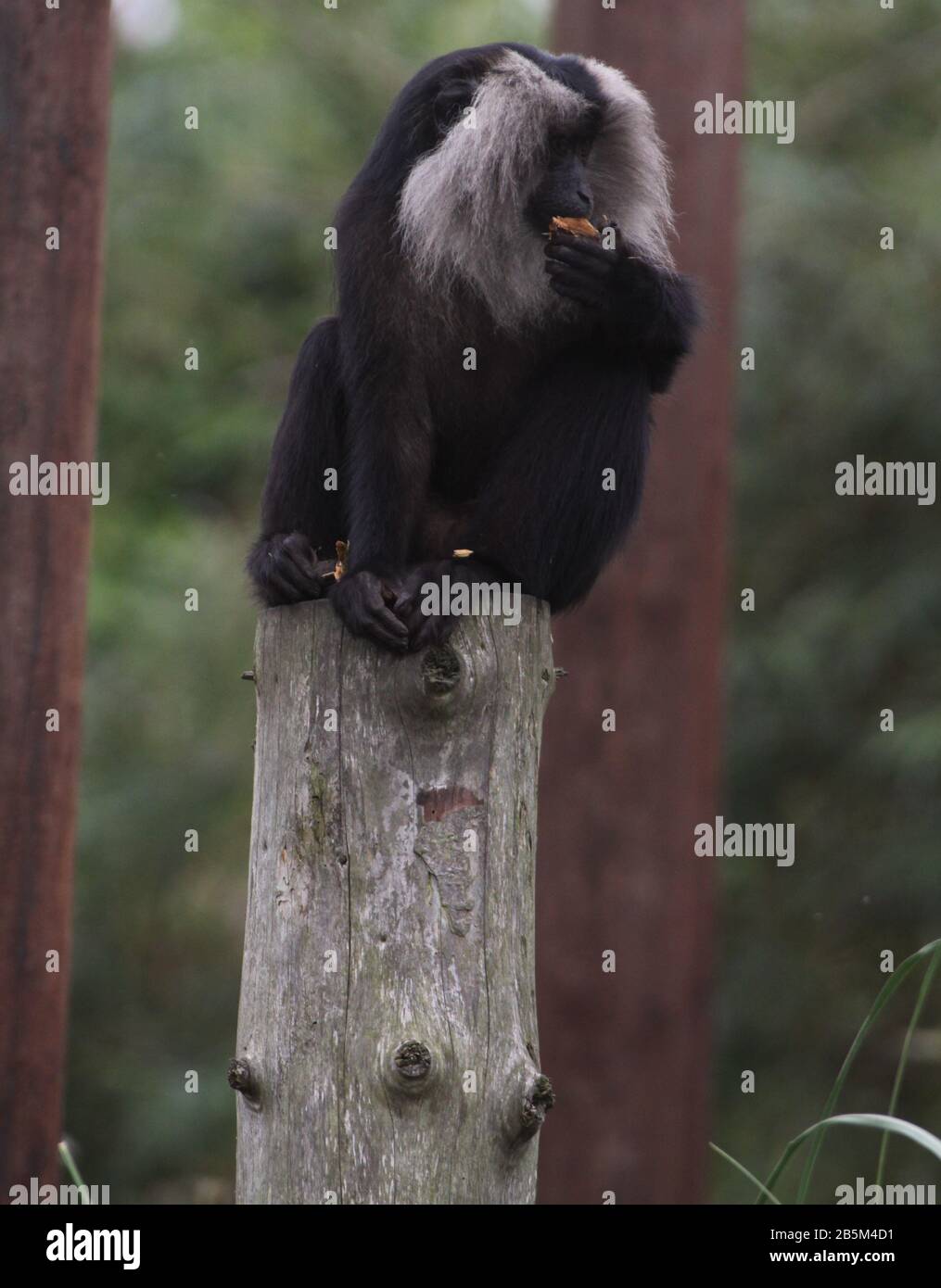 Animals in their exhibits at Chester zoo credit Ian Fairbrother/Alamy ...