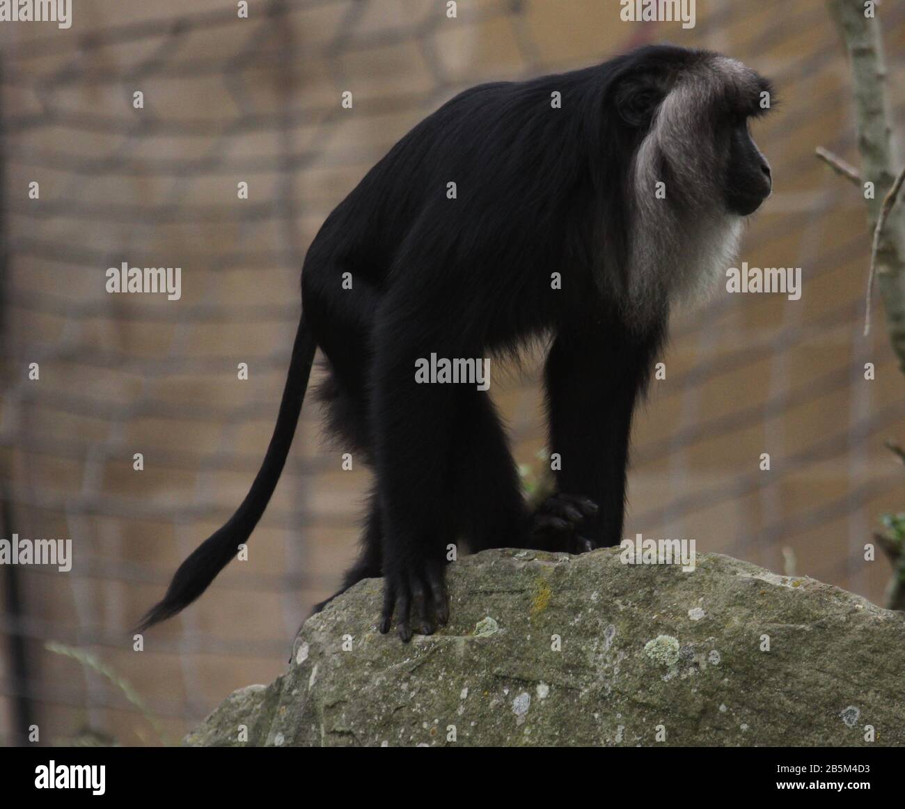 Animals in their exhibits at Chester zoo credit Ian Fairbrother/Alamy ...