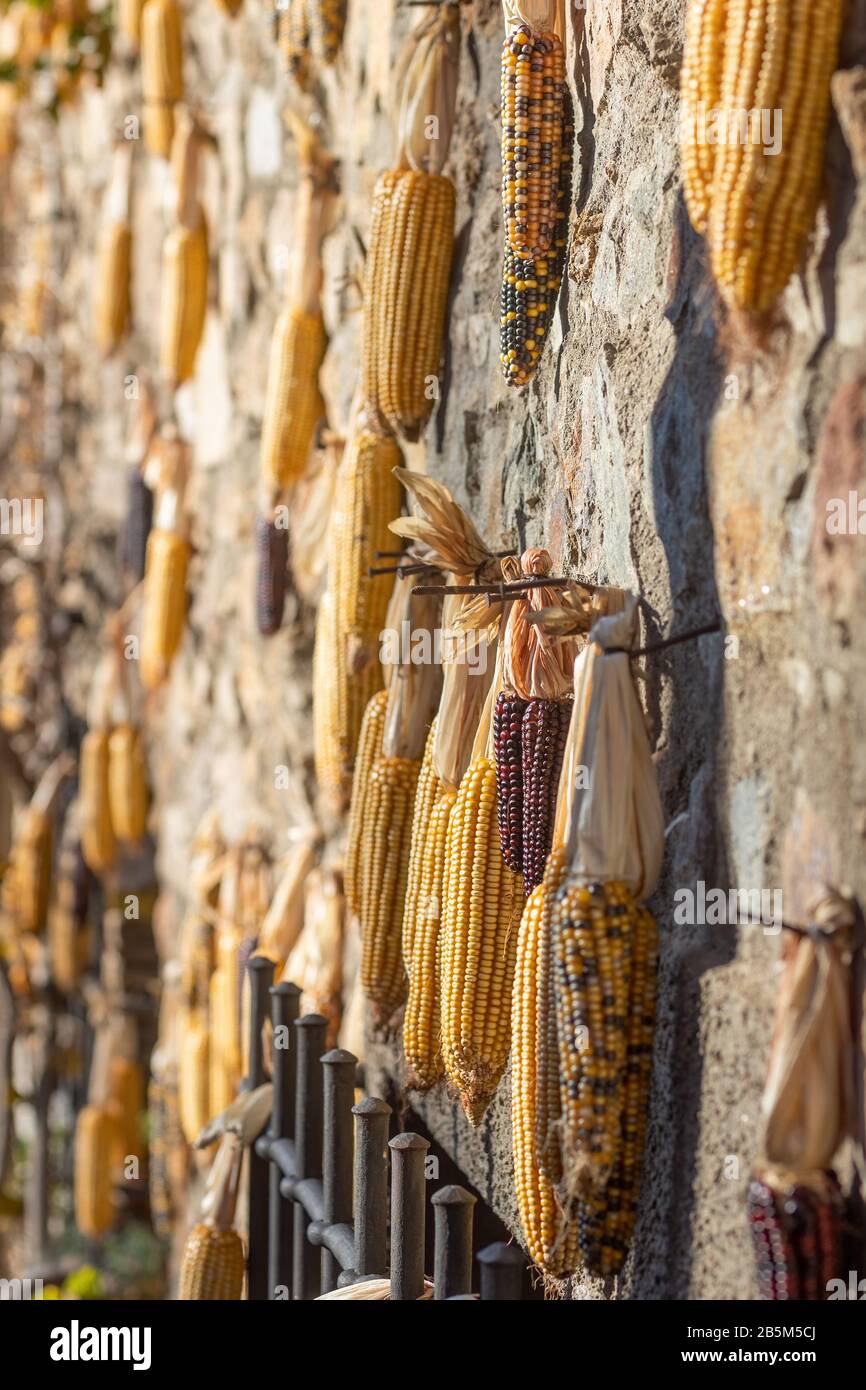 Dried corn on the wall Stock Photo - Alamy
