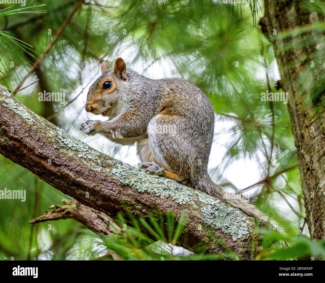 New York, USA, 2 Jul 2015 A grey squirrel on a tree in Long Island ...